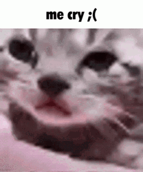 Crying Cat 413 X 498 Gif GIF | GIFDB.com