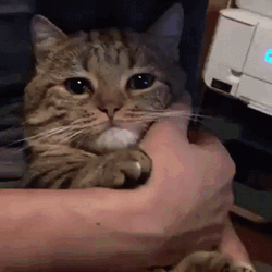 Comforting Crying Cat GIF | GIFDB.com