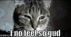Crying Cat Im Sick GIF | GIFDB.com
