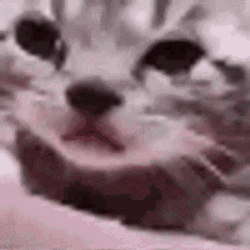 Crying Cat Sad Meme GIF | GIFDB.com