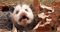 Crying Possum On The Dry Leaves GIF | GIFDB.com