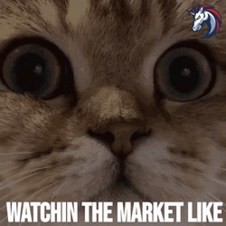 Crypto Cat Watching The Market GIF | GIFDB.com