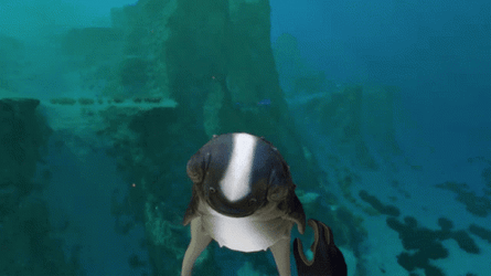 Cuddle Fish Subnautica GIF | GIFDB.com