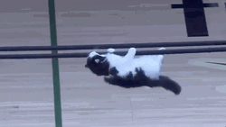 Cuddly Acrobatic Cat Is Hanging In There GIF | GIFDB.com