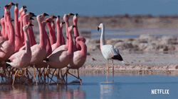Curious Flamingo GIF | GIFDB.com