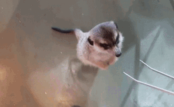 Curious Meerkat Biting Tong Clipper GIF | GIFDB.com