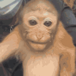Curious Skinny Monkey George GIF | GIFDB.com