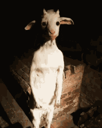Cursed Standing Goat Blank Staring GIF | GIFDB.com