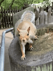Cute And Afraid Squirrel Meme GIF | GIFDB.com