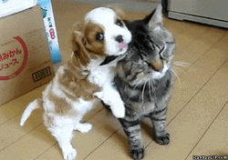 Cute Animal GIFs | GIFDB.com