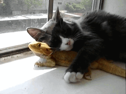 Cute Animals Cat Snuggles Lizard GIF | GIFDB.com