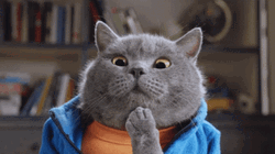 Cute British Shorthair Cat Overthinking Deeply GIF | GIFDB.com