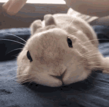 Cute Bunny GIFs | GIFDB.com
