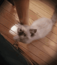 Cute Cat Climbing GIF | GIFDB.com
