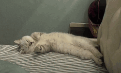 Cute Cat Falling GIF | GIFDB.com