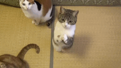 Cute Cat Is Begging GIF | GIFDB.com