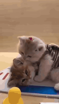 Cute Cat Kitty Kiss Sped Up Gif GIF | GIFDB.com