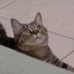 Cute Cat Scream GIF | GIFDB.com