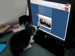 Cat Distracted With Computer Mouse Cursor GIF | GIFDB.com