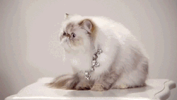 Cute Cat Surprised GIF | GIFDB.com