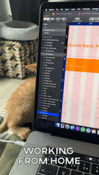 Cute Cat Working From Home Computer GIF | GIFDB.com