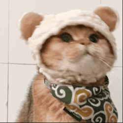 Cute Cats With Headband GIF | GIFDB.com