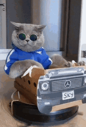 Cute Cool Cat Riding Improvised Toy Car GIF | GIFDB.com