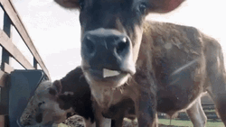Cute Cow Chewing GIF | GIFDB.com
