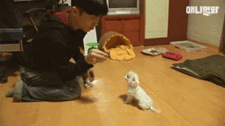 Cute Dog Adorable Paw GIF | GIFDB.com