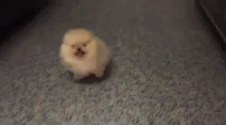 Cute Dog Aww Bark GIF | GIFDB.com