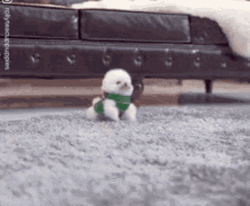 Cute Dog Teddy Bear GIF | GIFDB.com