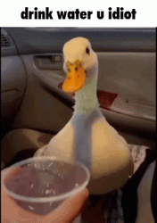Cute Duck Drink Water U Idiot Meme GIF | GIFDB.com
