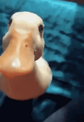 Cute Duck Hitting Camera GIF | GIFDB.com