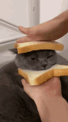 Cute Fluffy Cat With Toast Bread GIF | GIFDB.com