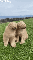 Cute Fluffy Dogs Vs. Strong Wind GIF | GIFDB.com