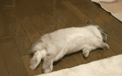 Cute Fluffy Rabbit Rolling GIF | GIFDB.com