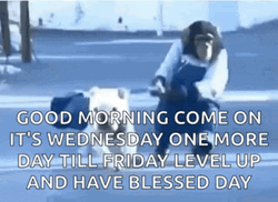 Cute Good Morning Wednesday Monkey And Dog GIF | GIFDB.com