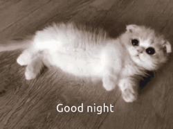 Cute Goodnight Cat GIF | GIFDB.com