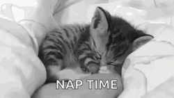 Cute Kitten Nap Time GIF | GIFDB.com