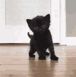 Cute Kitten Wobbly Walk GIF | GIFDB.com