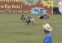 Cute Little Cowboy Monkey Rides GIF | GIFDB.com