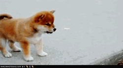 Cute Little Puppy Waving GIF | GIFDB.com