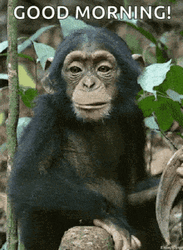 Cute Good Morning GIFs | GIFDB.com