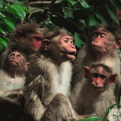 Cute Monkeys Look Up GIF | GIFDB.com