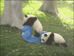 Cute Pandas Playing GIF | GIFDB.com