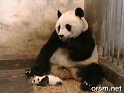 Cute Pandas Resting GIF | GIFDB.com