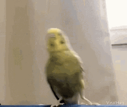 Cute Parakeet Birds Sneakily Poke GIF | GIFDB.com