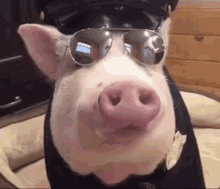 Cute Pig Police Uniform GIF | GIFDB.com