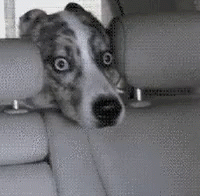Cute Scared Dog Asking Help GIF | GIFDB.com