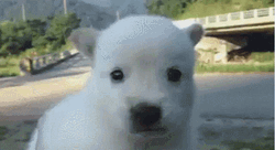 Cute Shivering Dog On Roadside GIF | GIFDB.com